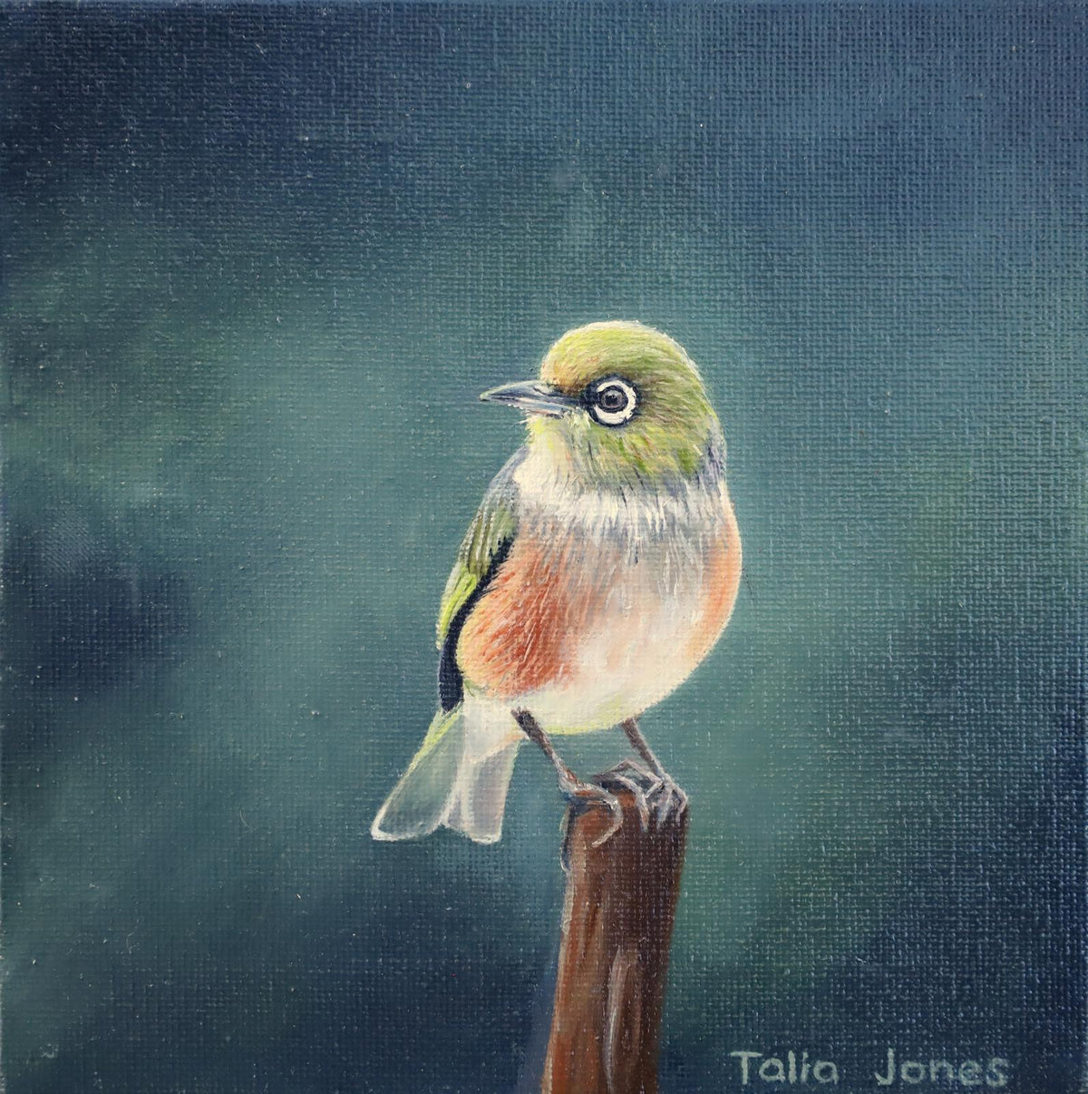 Waxeye (Silvereye,Tauhou) – The Mandarin Tree