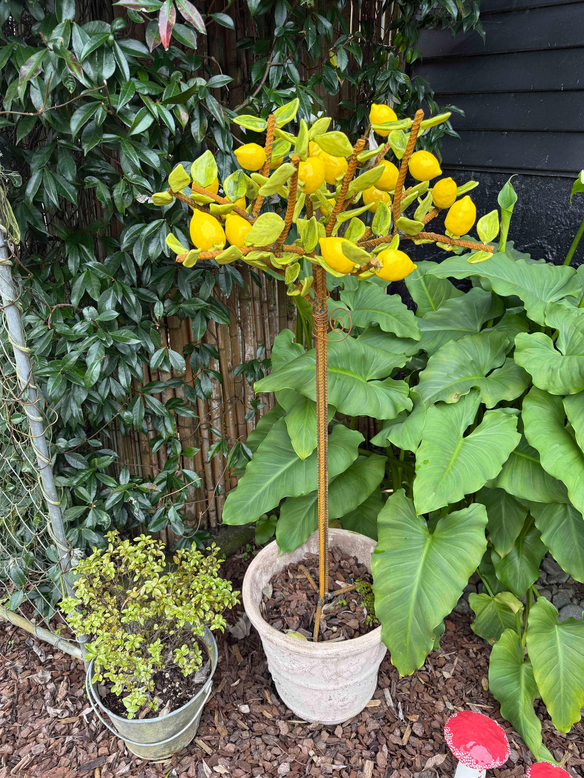 Lemon Tree – The Mandarin Tree
