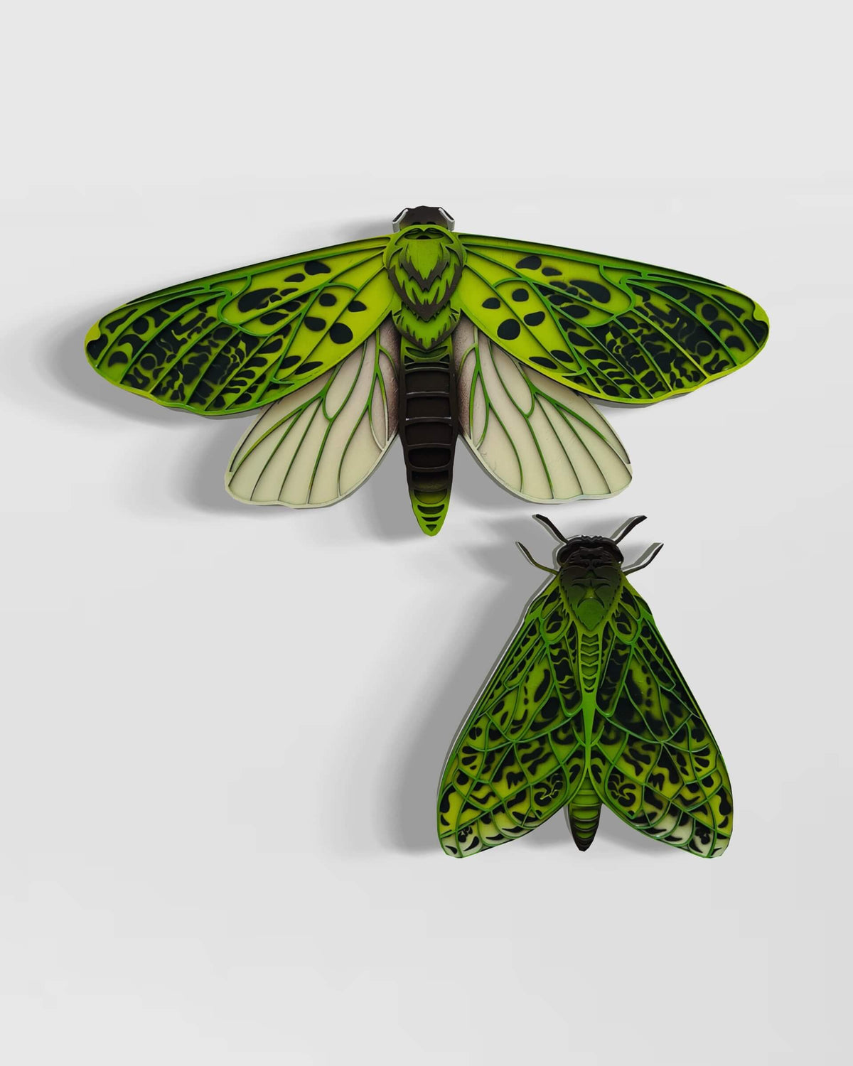 Puriri Moth – The Mandarin Tree